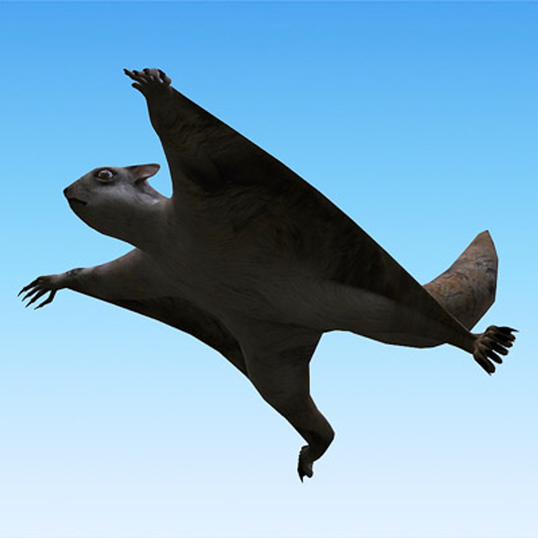 3ds Flying Squirrel