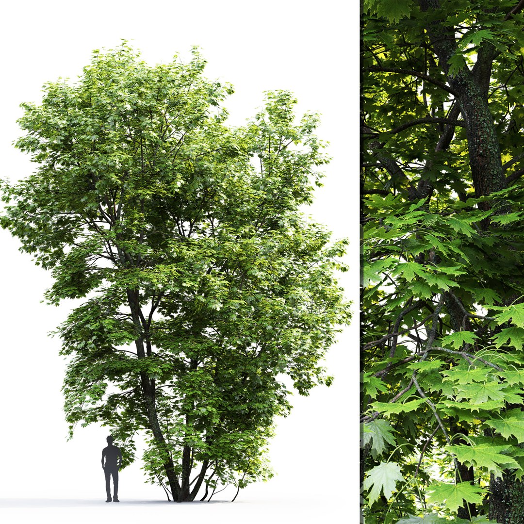 Maple Tree 3D Model - TurboSquid 1691927