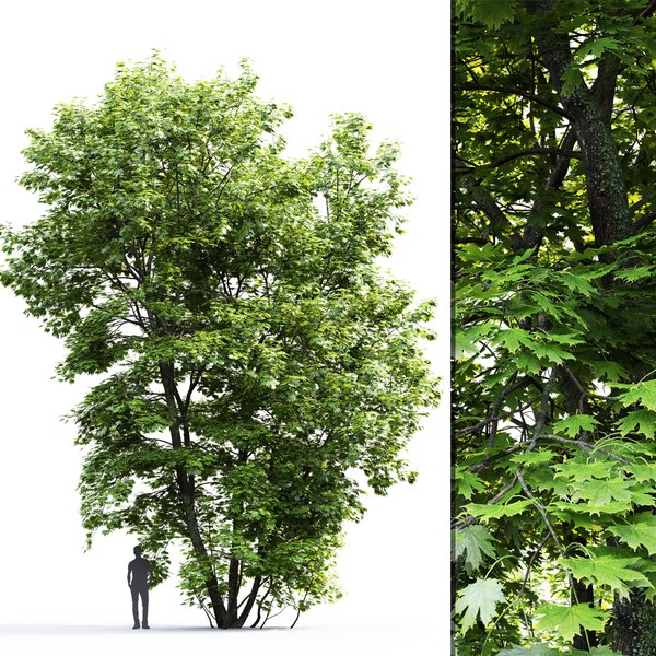 Maple tree 3D model - TurboSquid 1691927