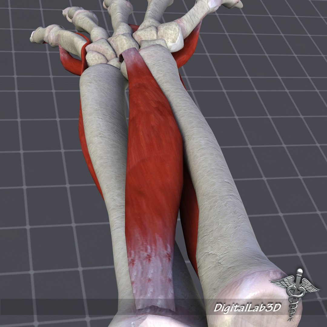 Max Human Arm Forearm Structure