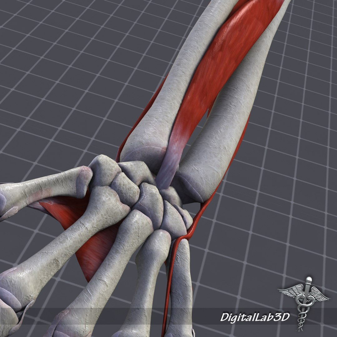 Max Human Arm Forearm Structure