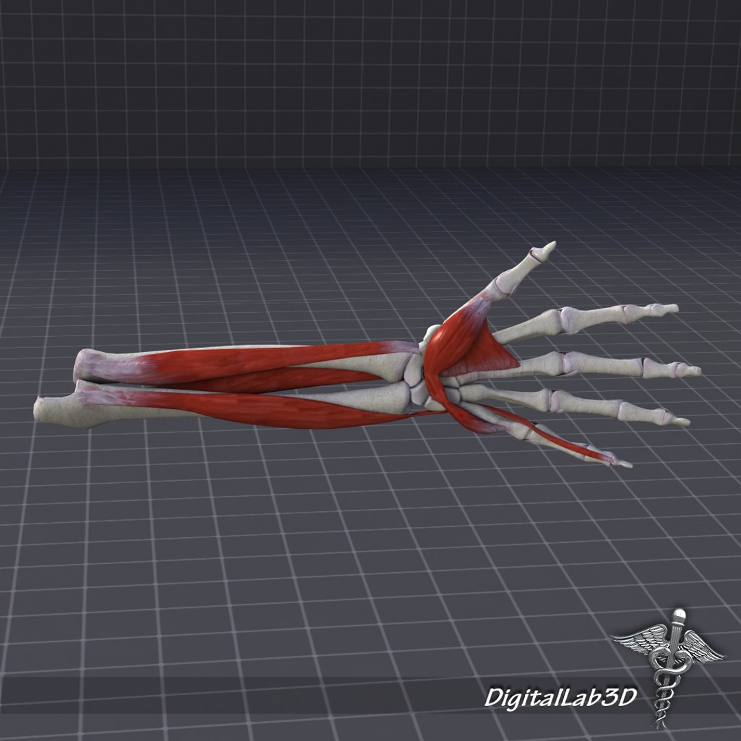 Max Human Arm Forearm Structure
