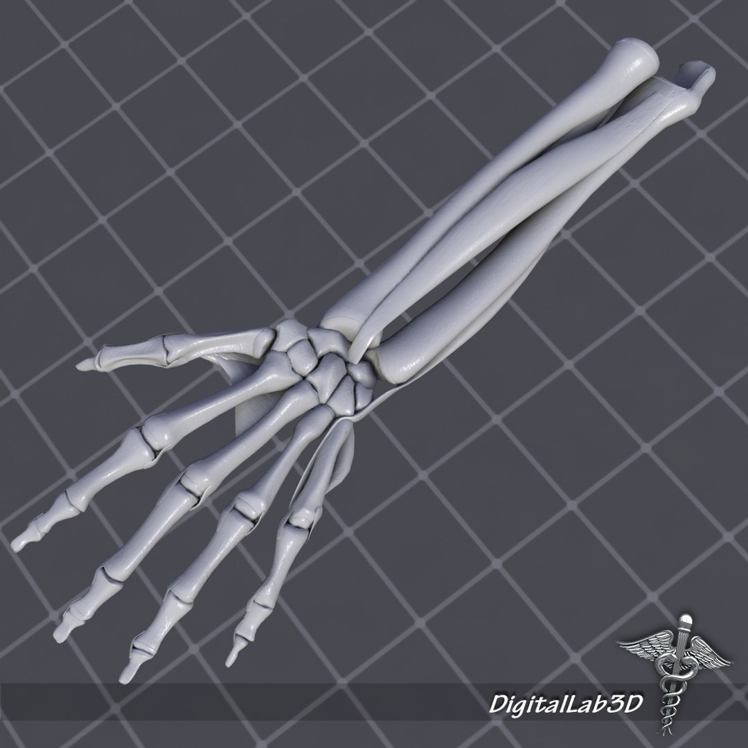 Max Human Arm Forearm Structure