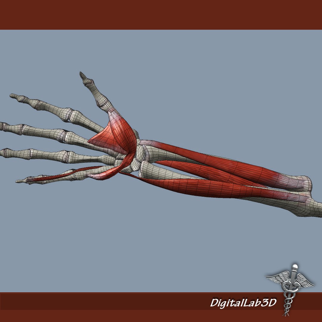 Max Human Arm Forearm Structure