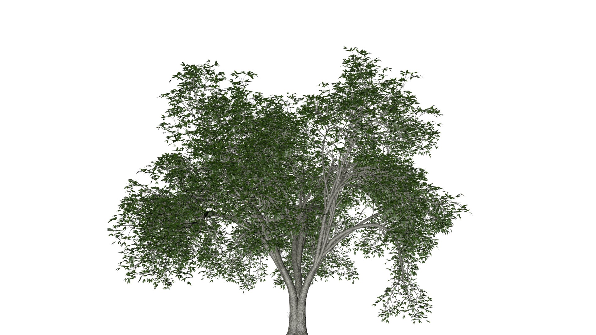 3D American Elm Tree - 04 - - TurboSquid 2374299
