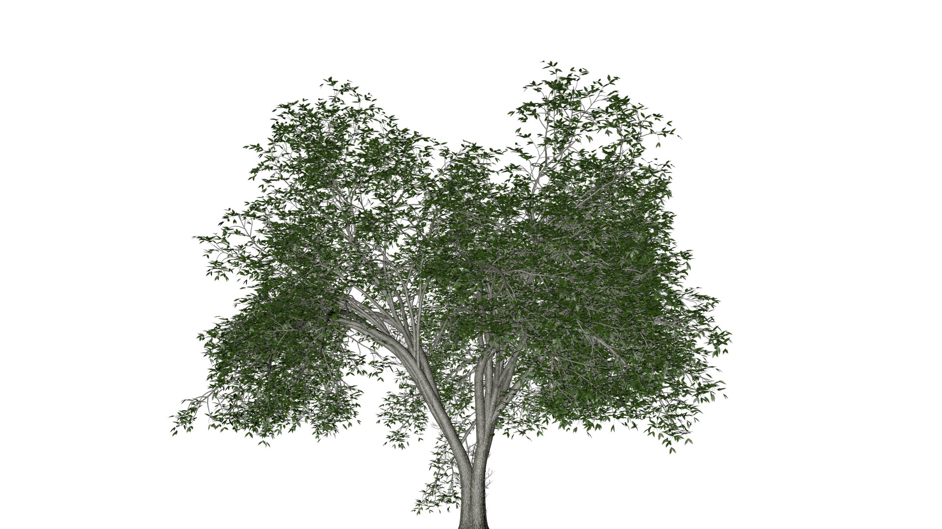 3D American Elm Tree - 04 - - TurboSquid 2374299