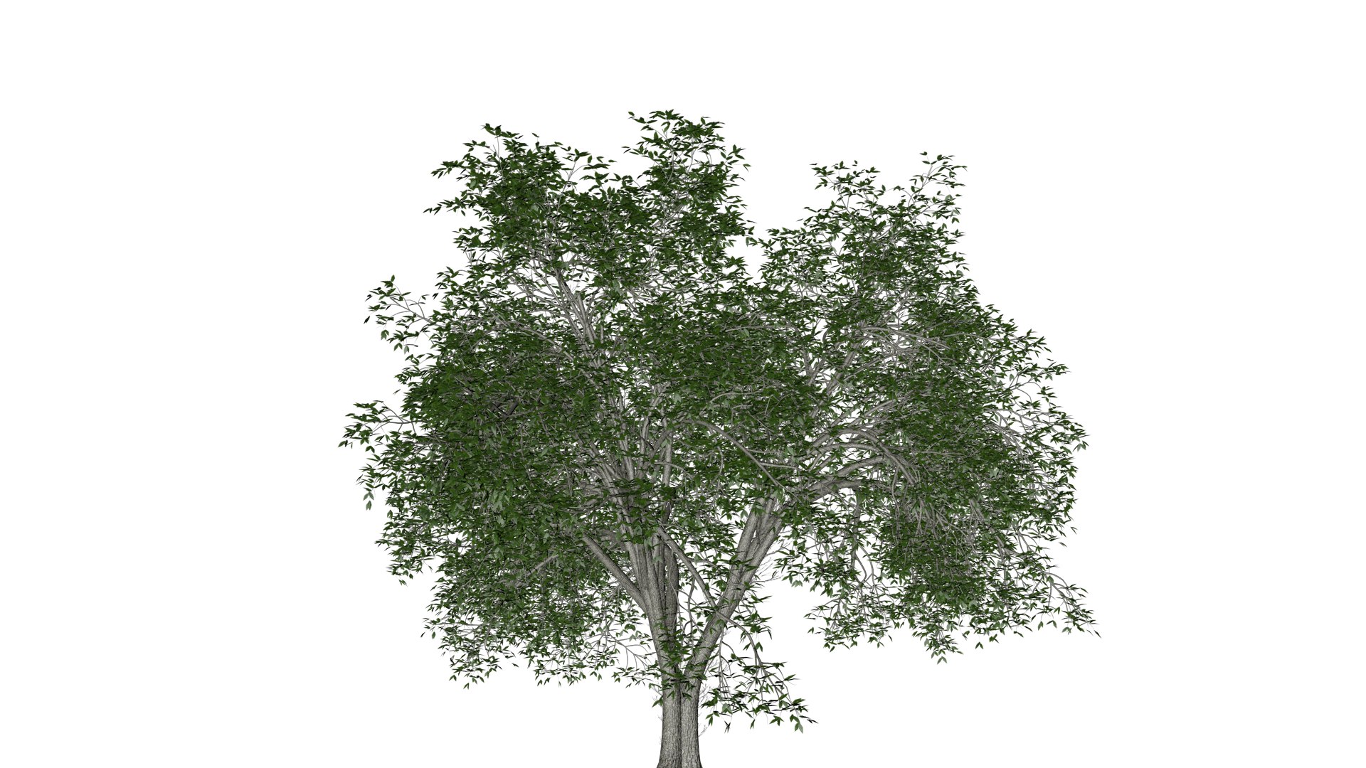 3D American Elm Tree - 04 - - TurboSquid 2374299