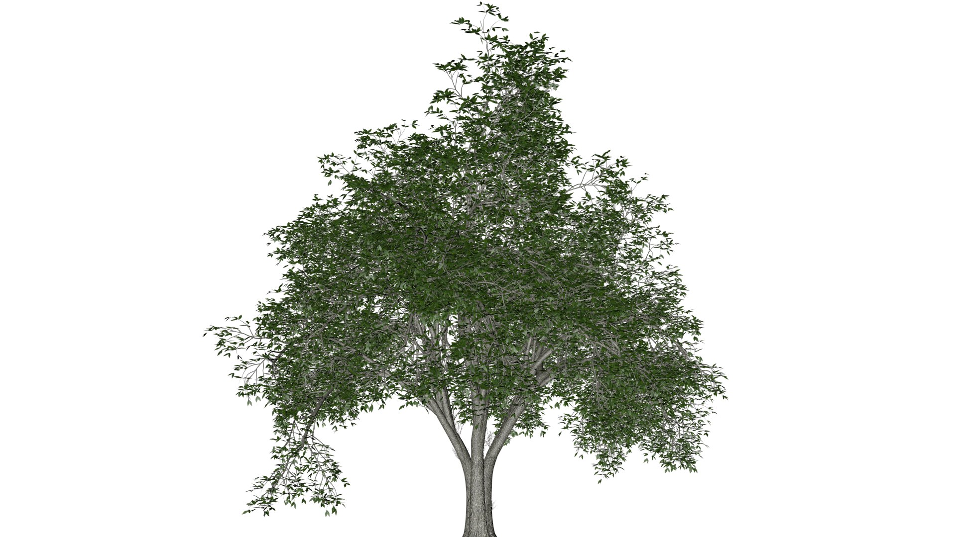 3D American Elm Tree - 04 - - TurboSquid 2374299