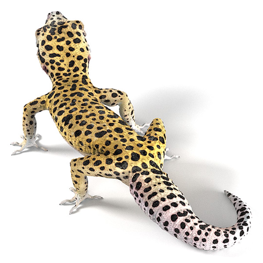 Gecko Leopard 3d Model