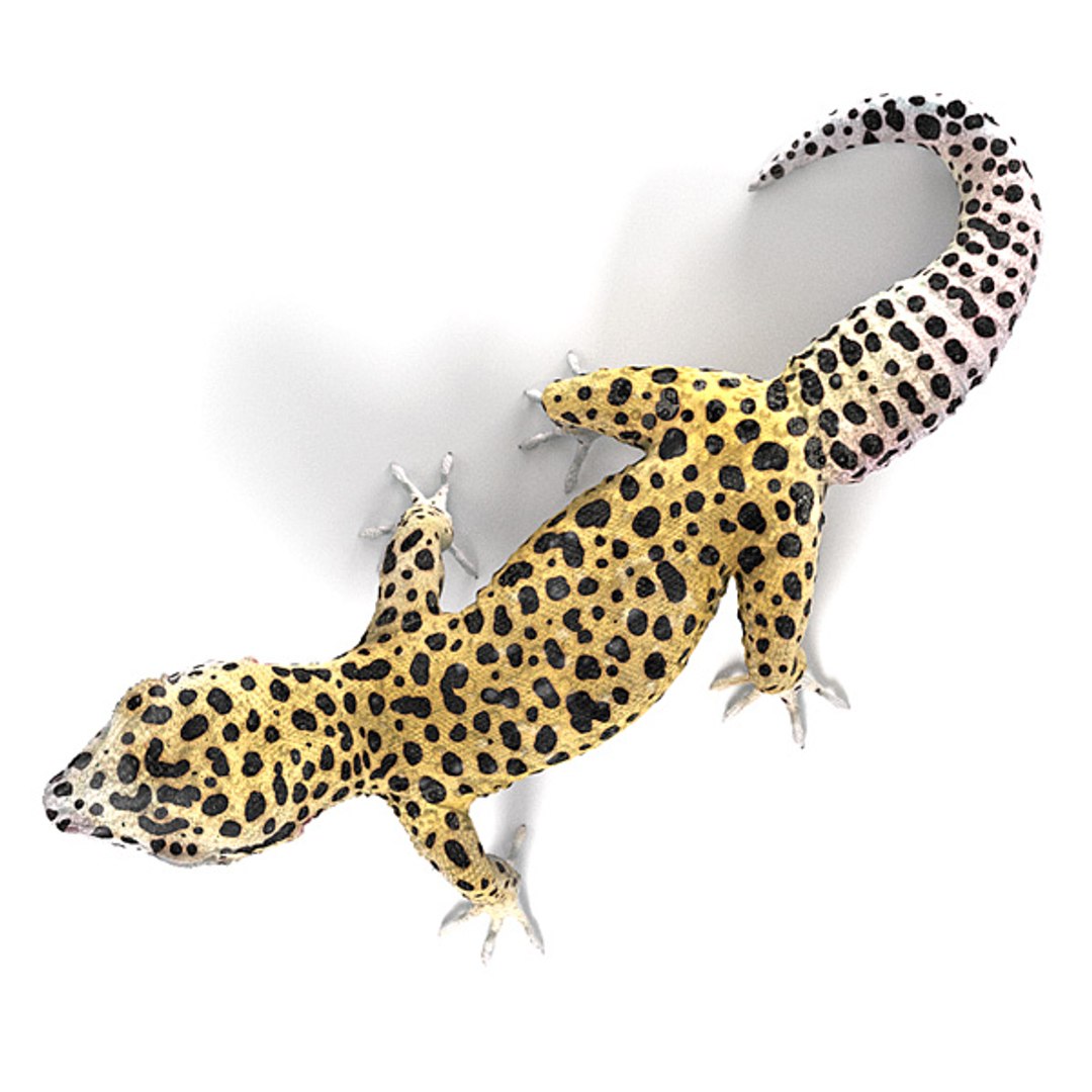 Gecko Leopard 3d Model