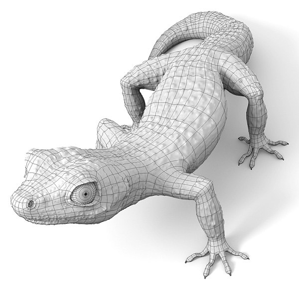 gecko leopard 3d model