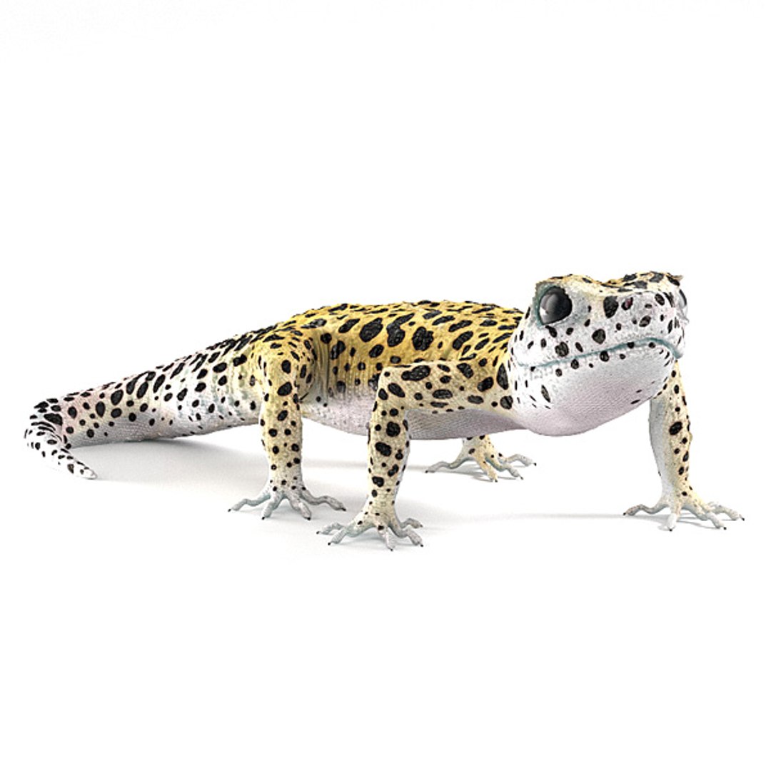 Gecko Leopard 3d Model