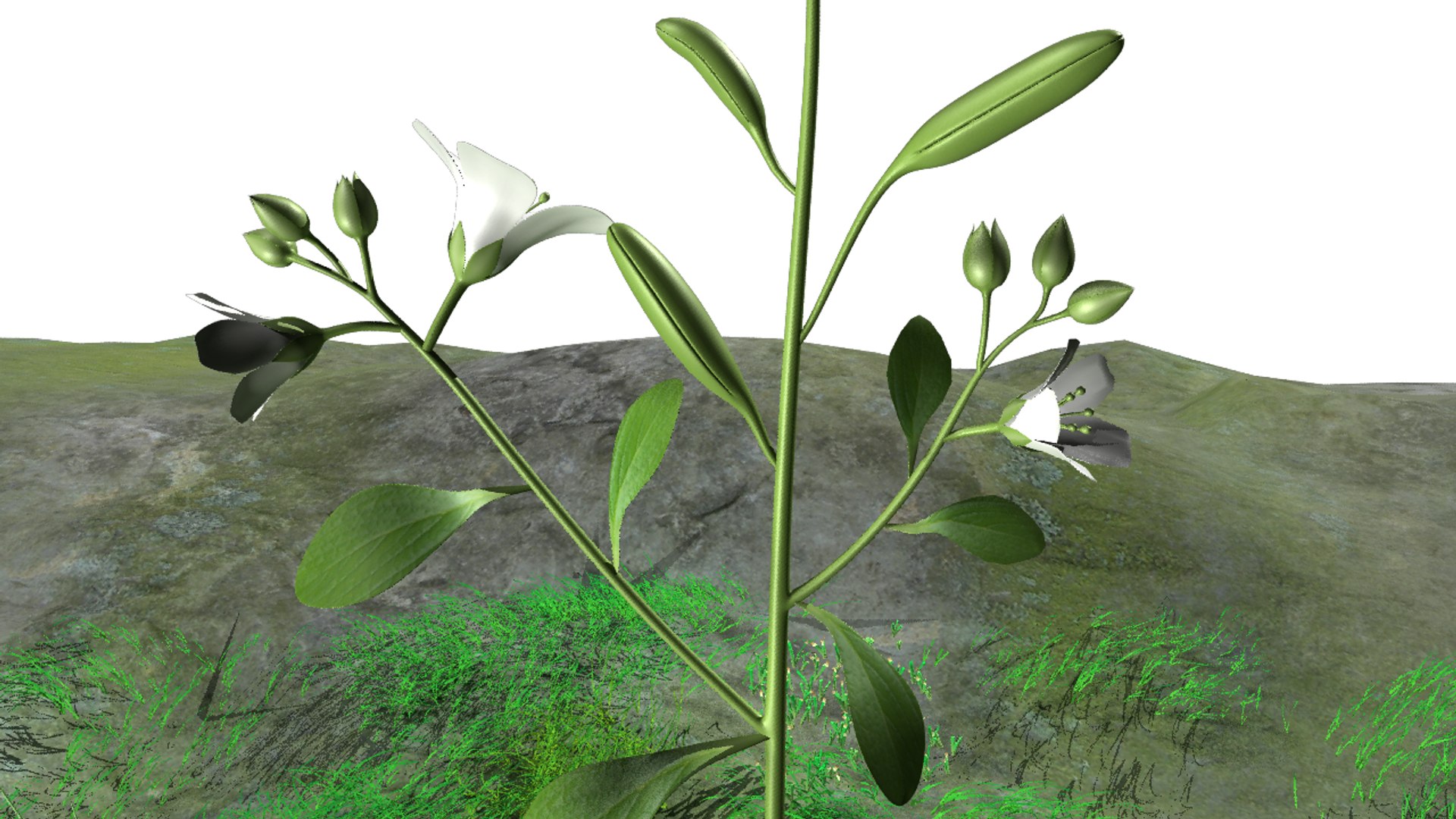 Gibberella Disease 3d Obj