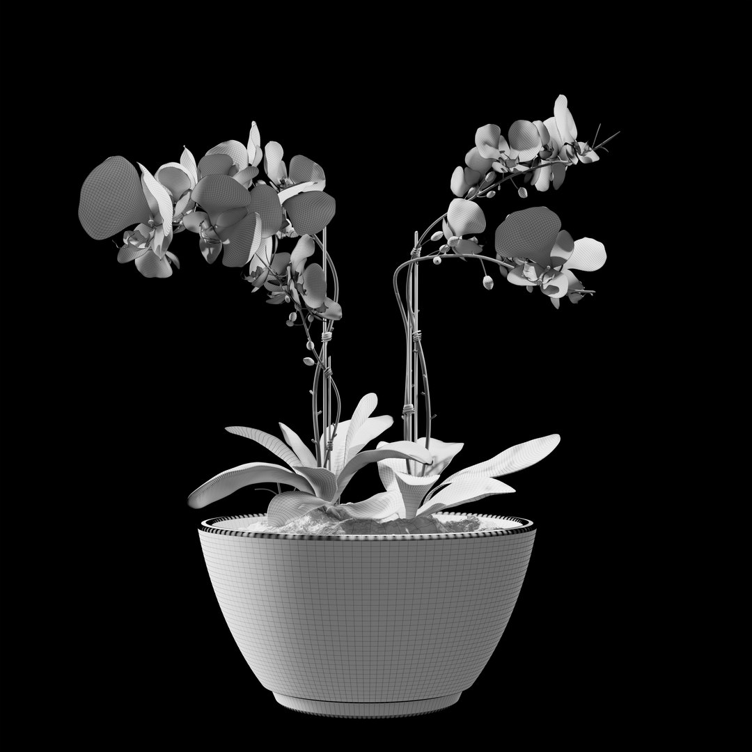 3D Flowers Orchid Set 02 - TurboSquid 1465622