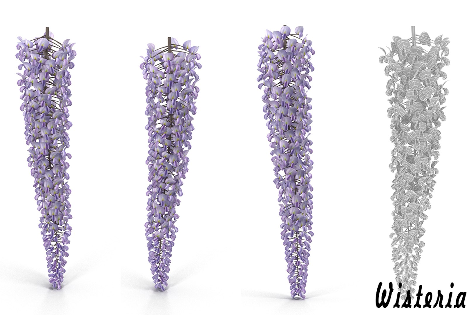 3d Wisteria Flowers Model