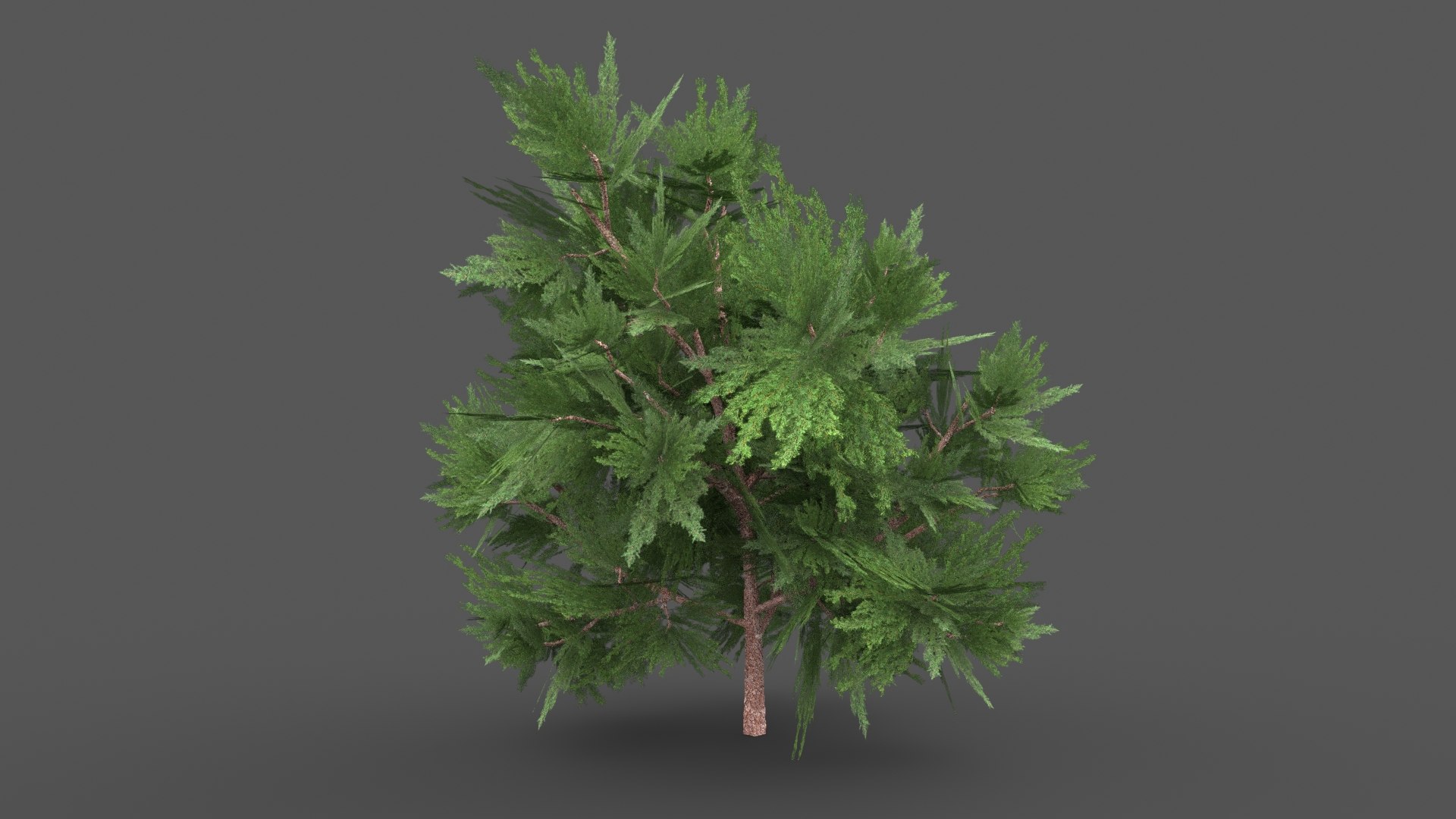 3D Model Common Juniper - TurboSquid 1783554