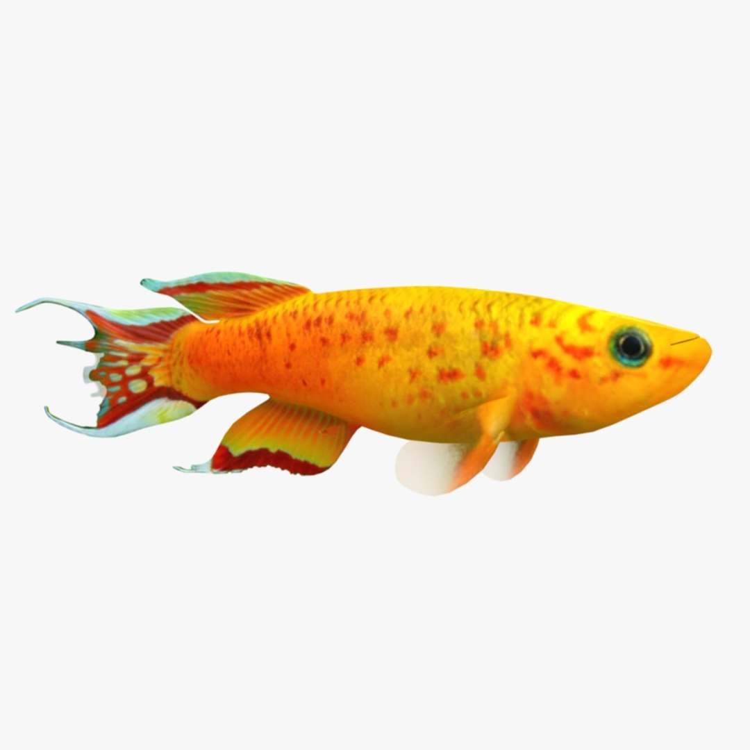 freshwater tropical fish 3d model