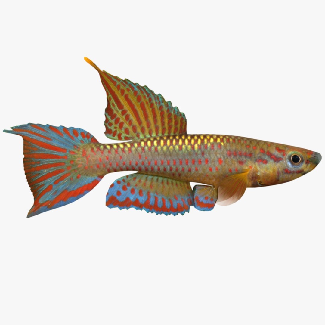 freshwater tropical fish 3d model