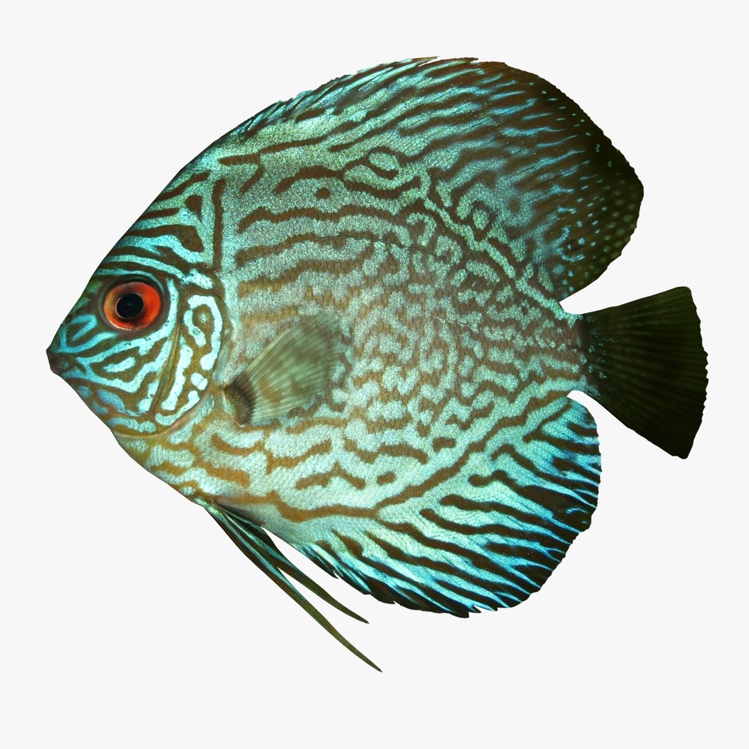 freshwater tropical fish 3d model