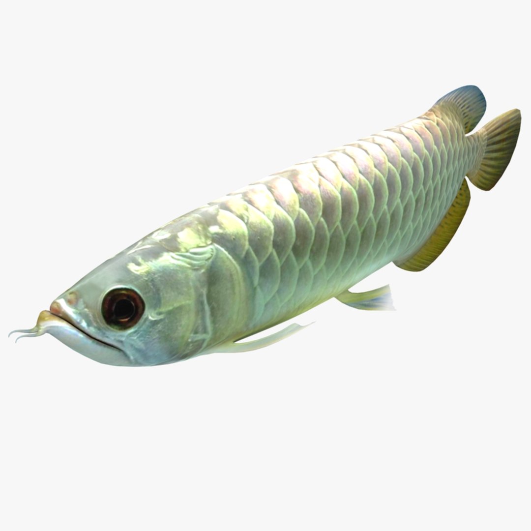 freshwater tropical fish 3d model