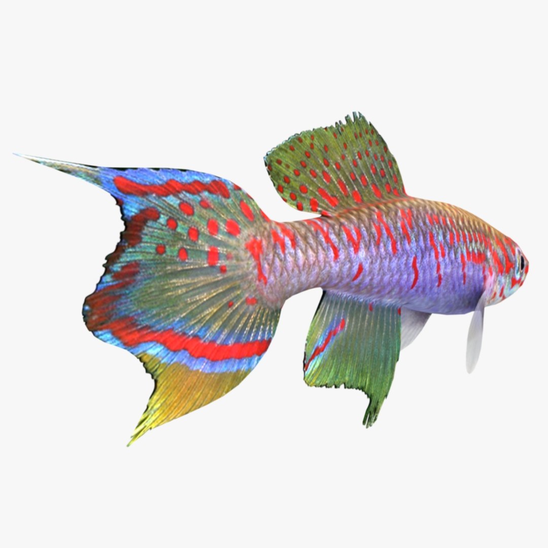 freshwater tropical fish 3d model