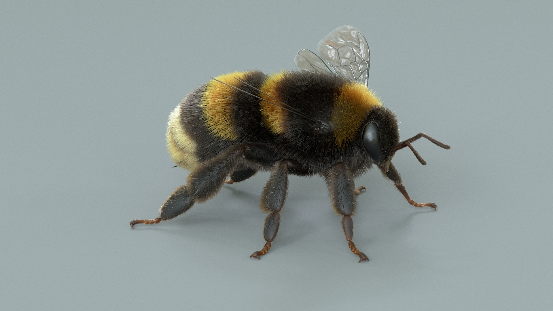Bumblebee Xgen 3D Model - TurboSquid 2388890