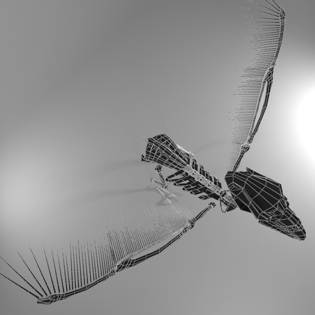 3d Model Bird Skeleton