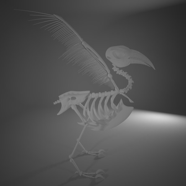 3d model bird skeleton