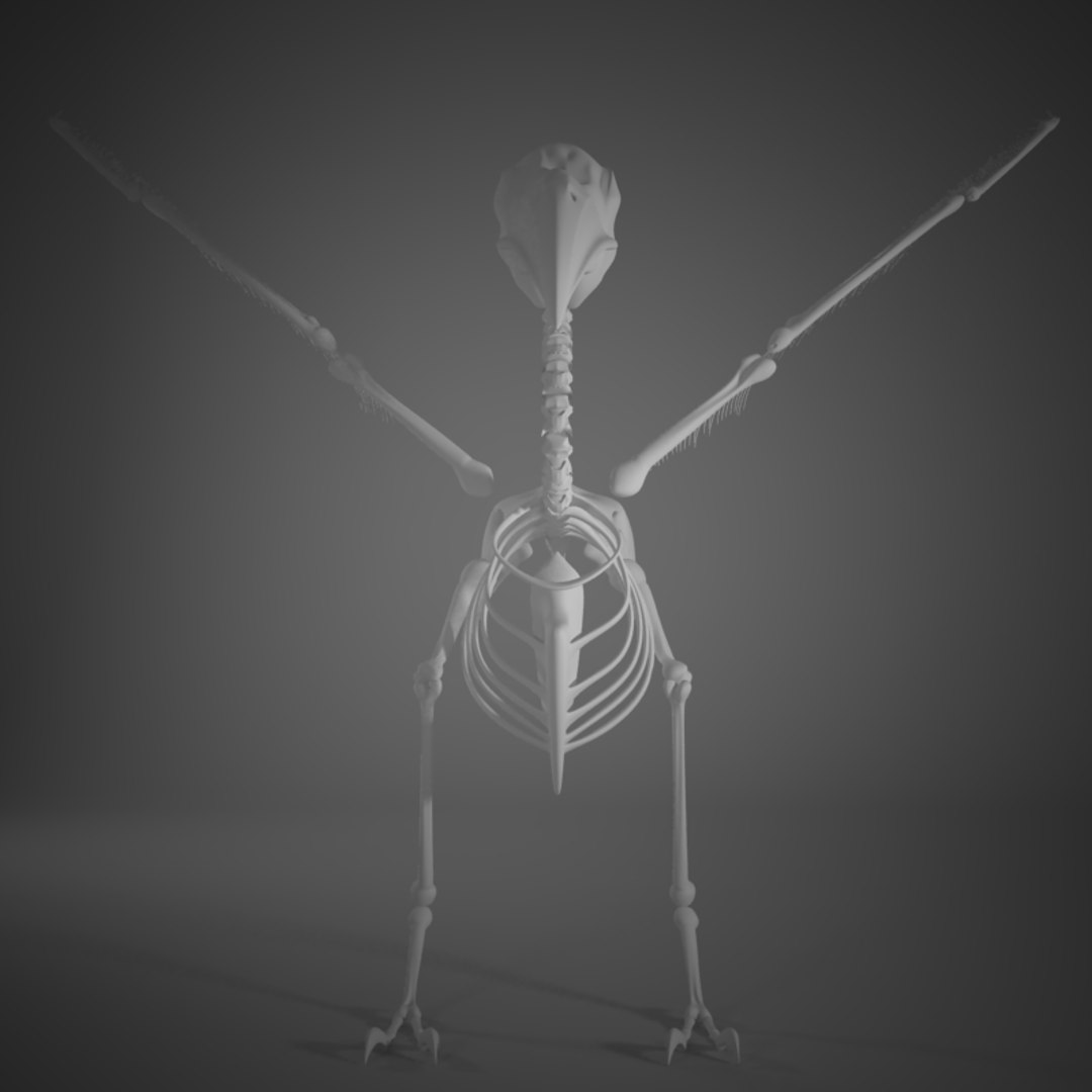 3d Model Bird Skeleton