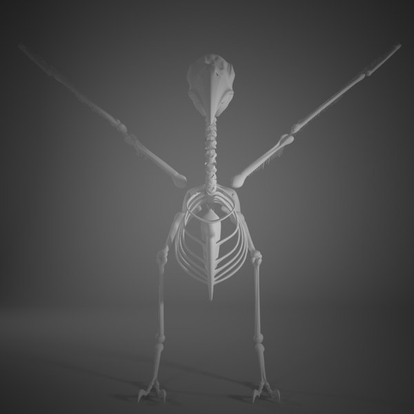 3d model bird skeleton