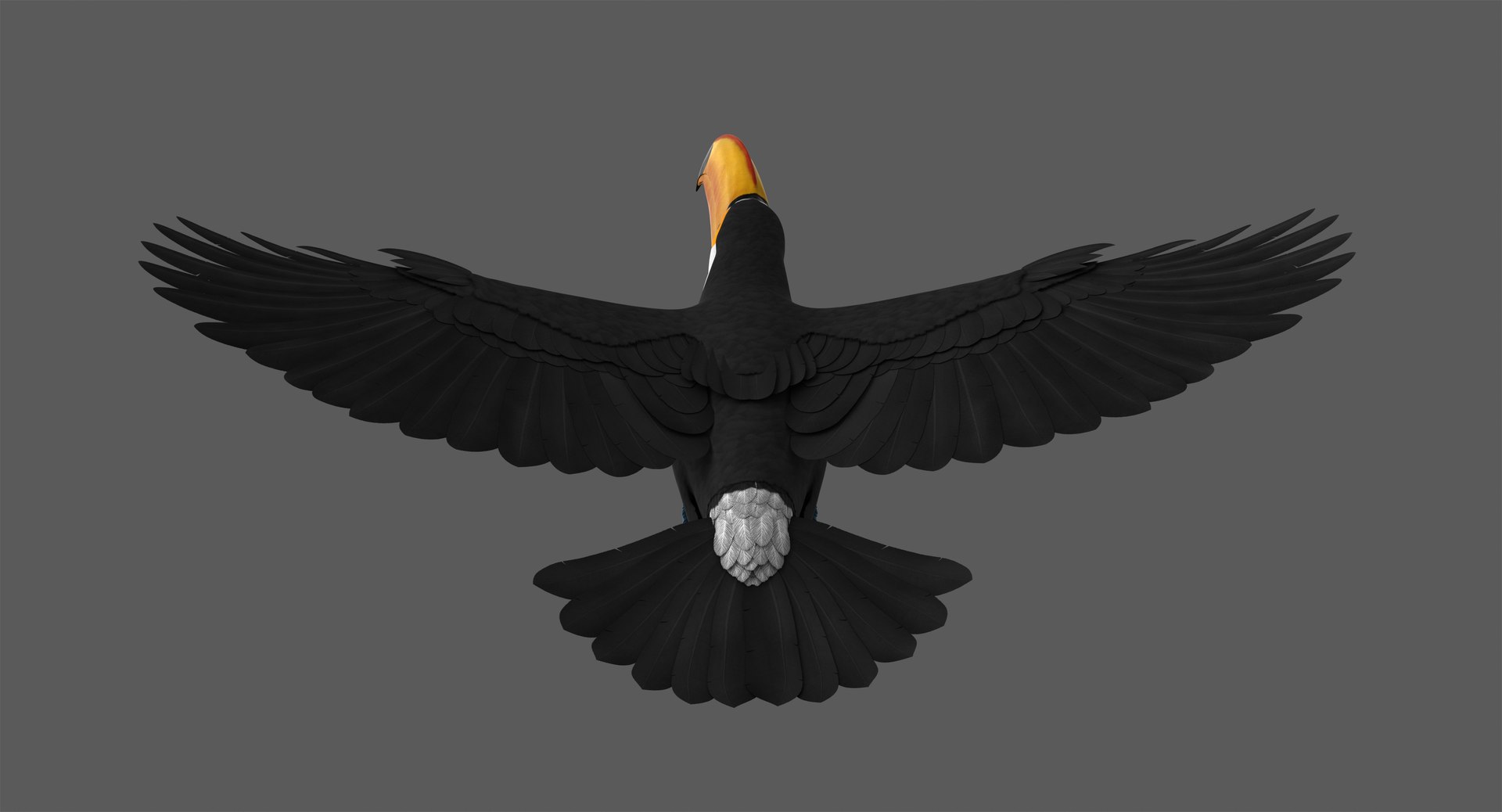 3D Rigged Toco Toucan Model - TurboSquid 1307214