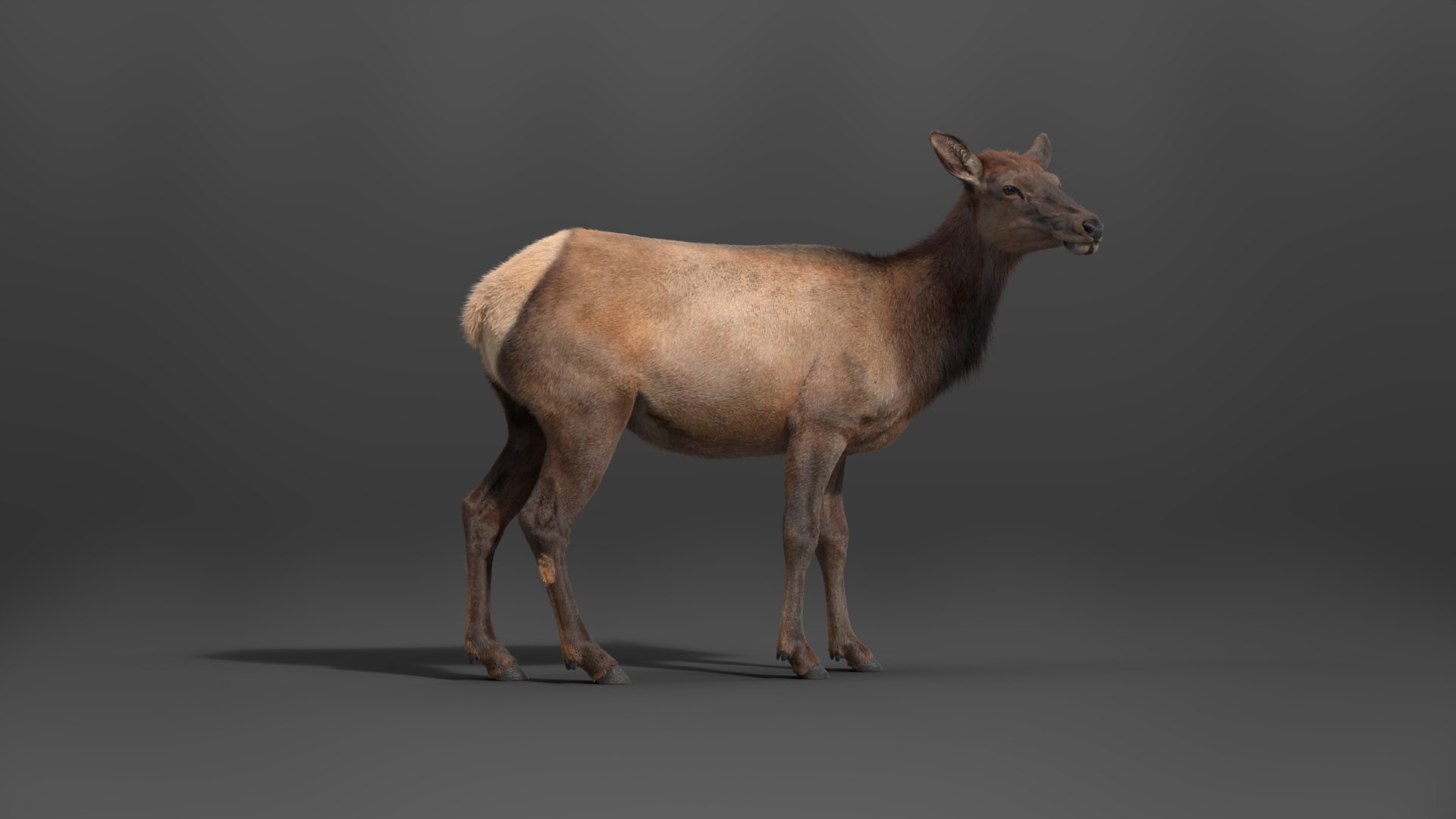 3D Female Canadian Deer Animation Model - TurboSquid 2079135