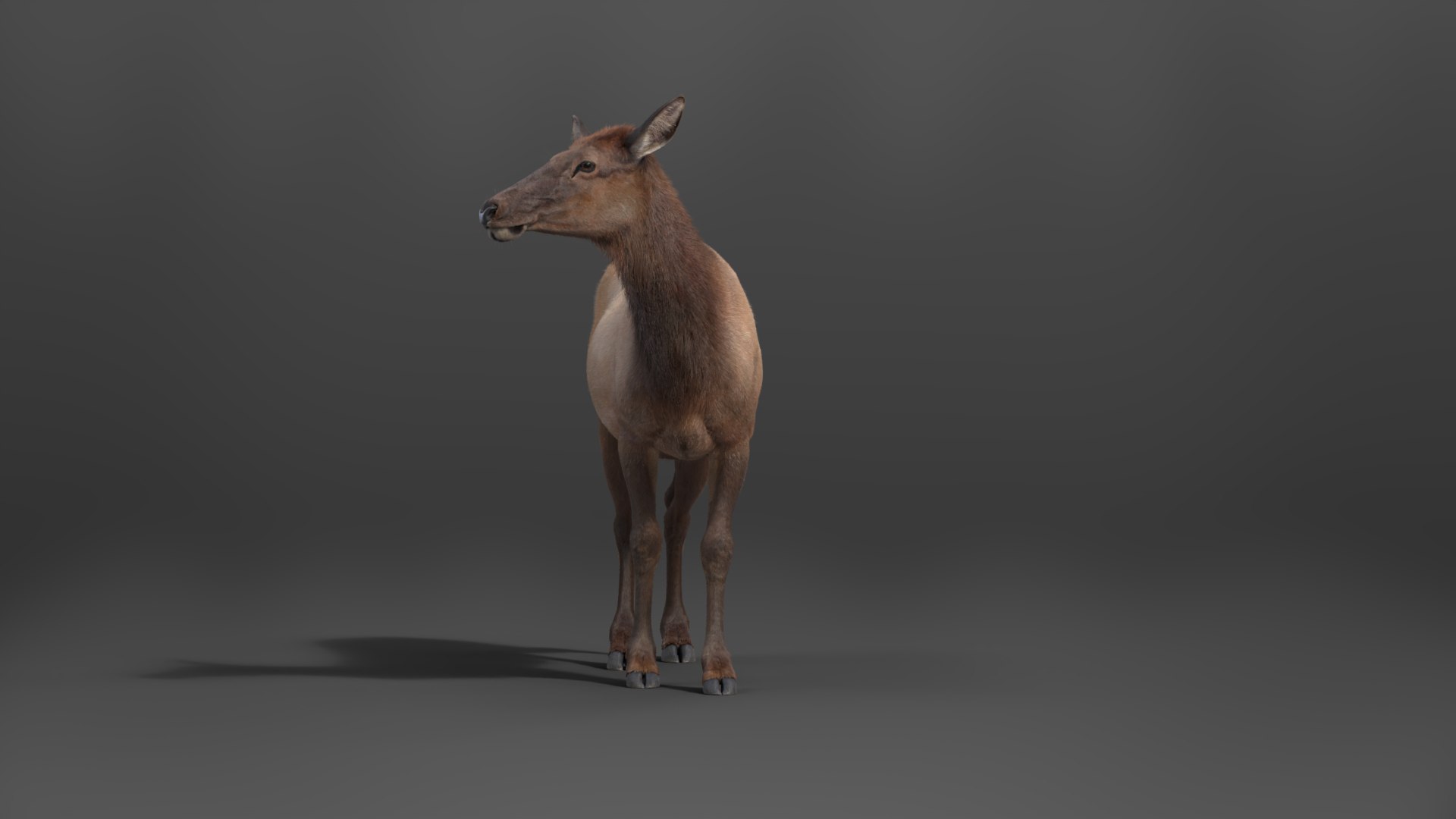 3D Female Canadian Deer Animation Model - TurboSquid 2079135