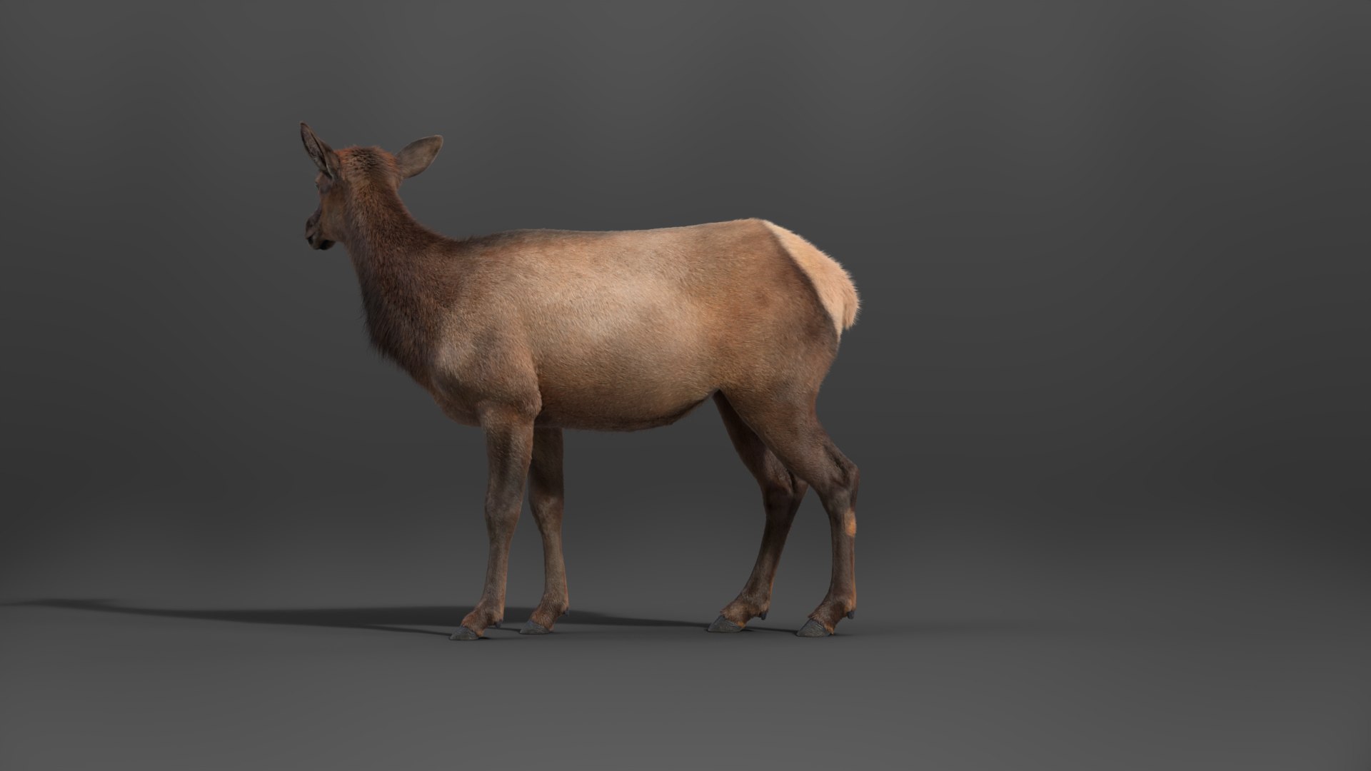 3D Female Canadian Deer Animation Model - TurboSquid 2079135