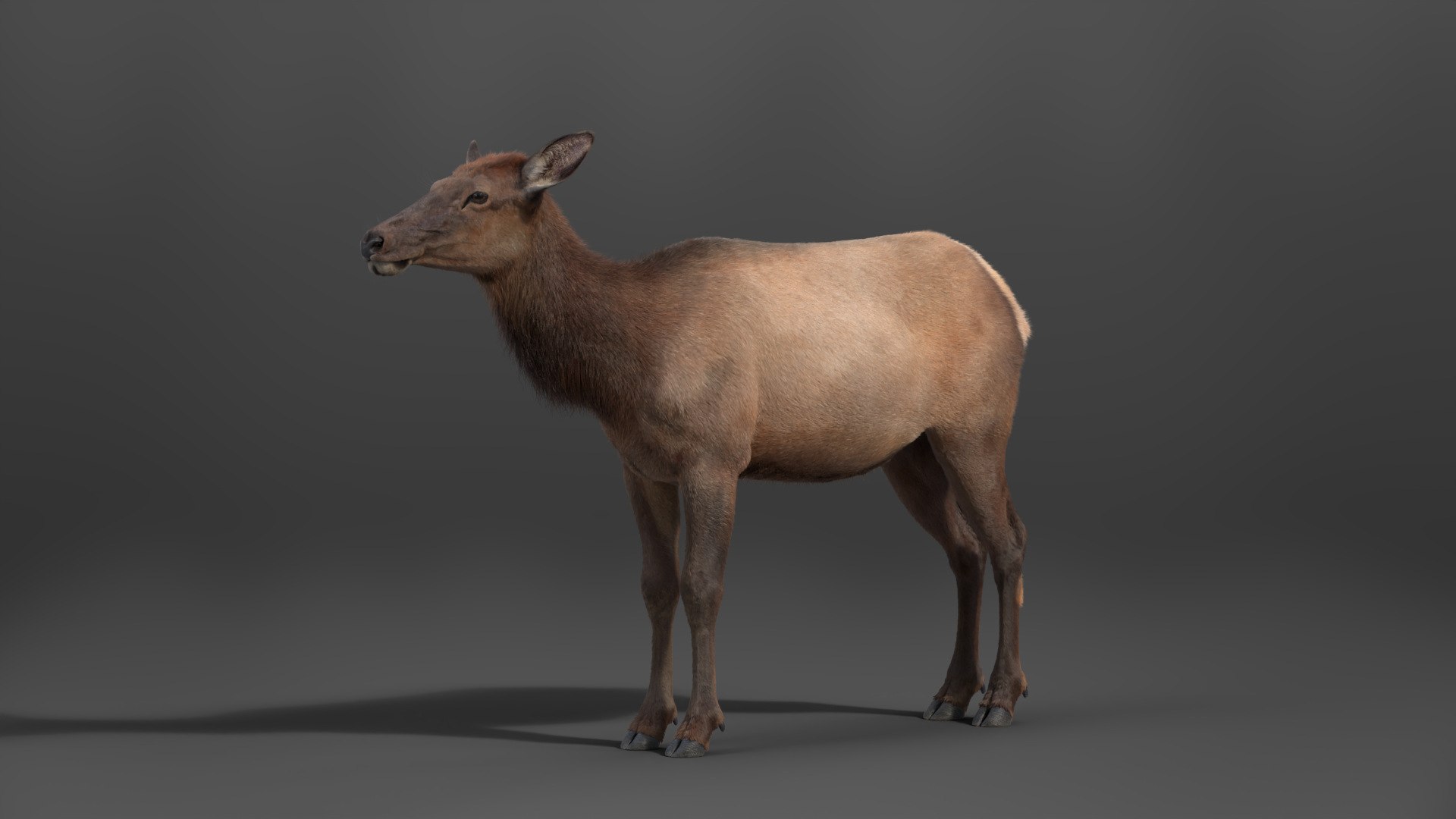 3D Female Canadian Deer Animation Model - TurboSquid 2079135