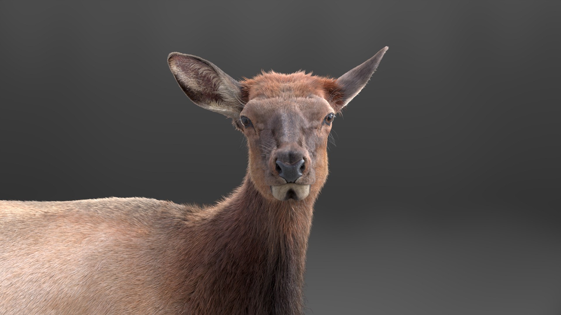 3D Female Canadian Deer Animation Model - TurboSquid 2079135