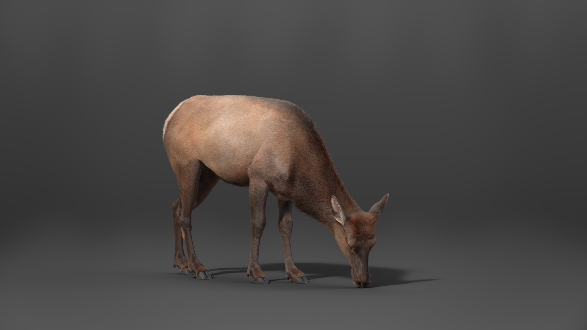 3D Female Canadian Deer Animation Model - TurboSquid 2079135