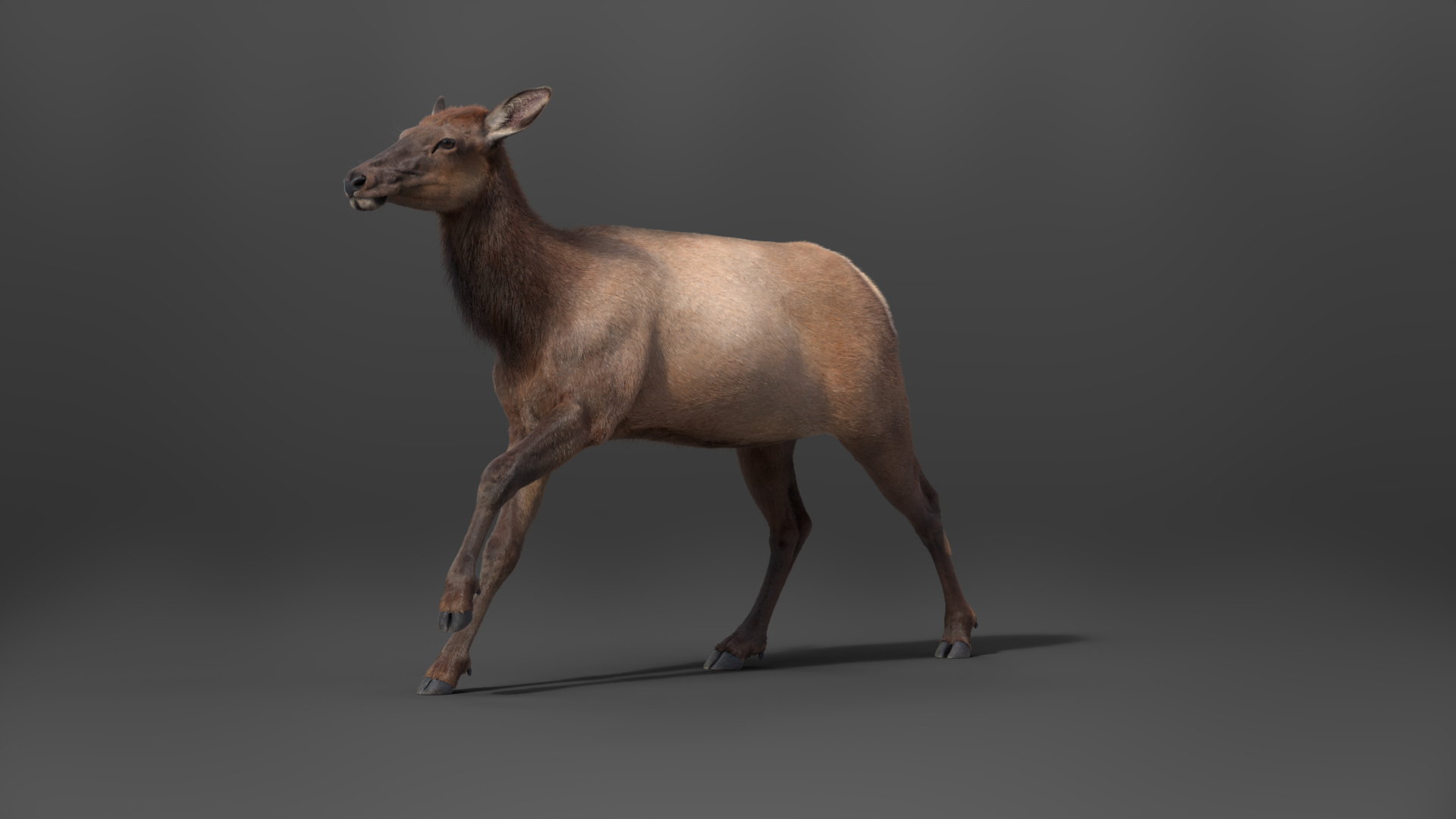 3D Female Canadian Deer Animation Model - TurboSquid 2079135