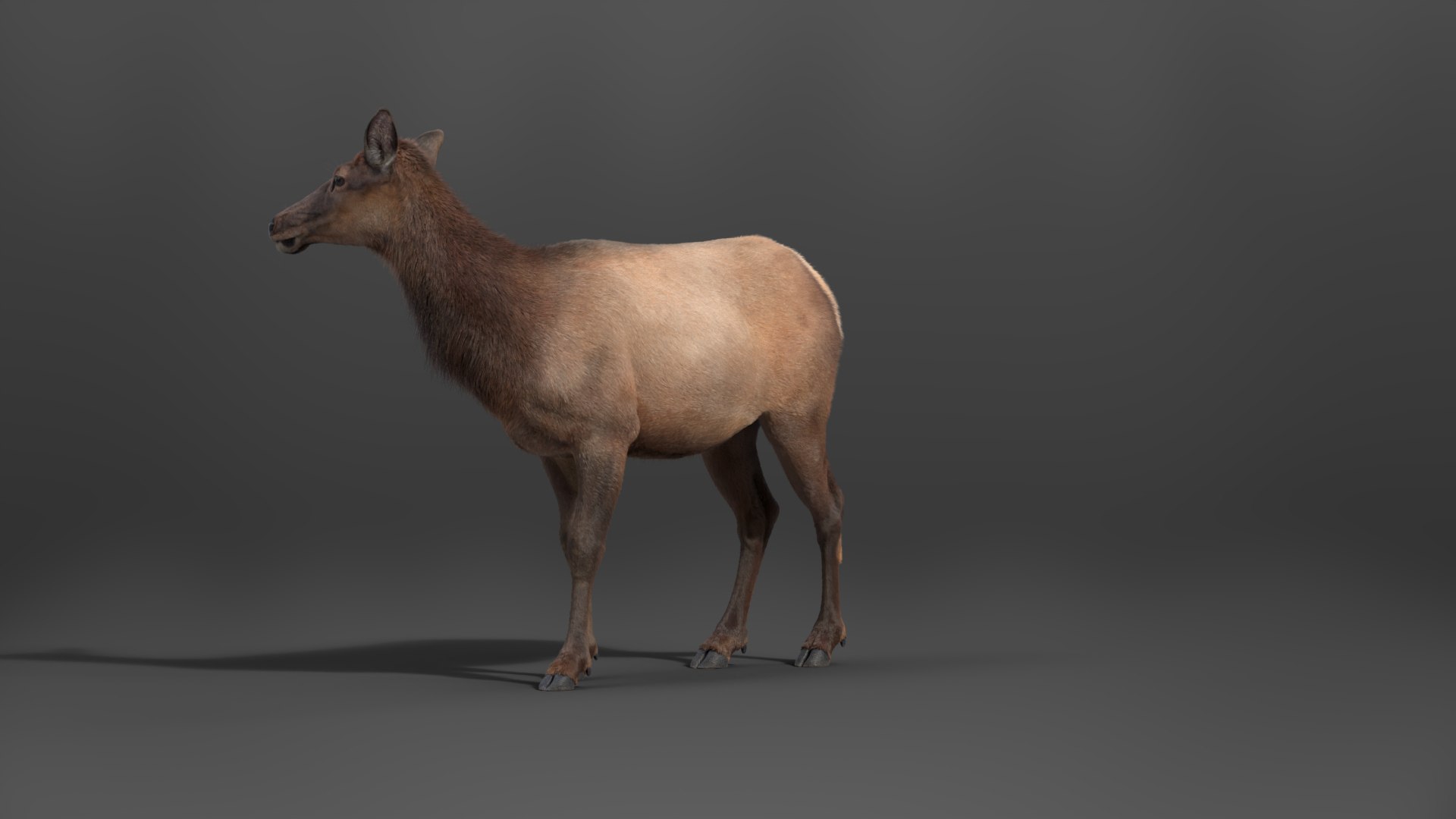 3D Female Canadian Deer Animation Model - TurboSquid 2079135