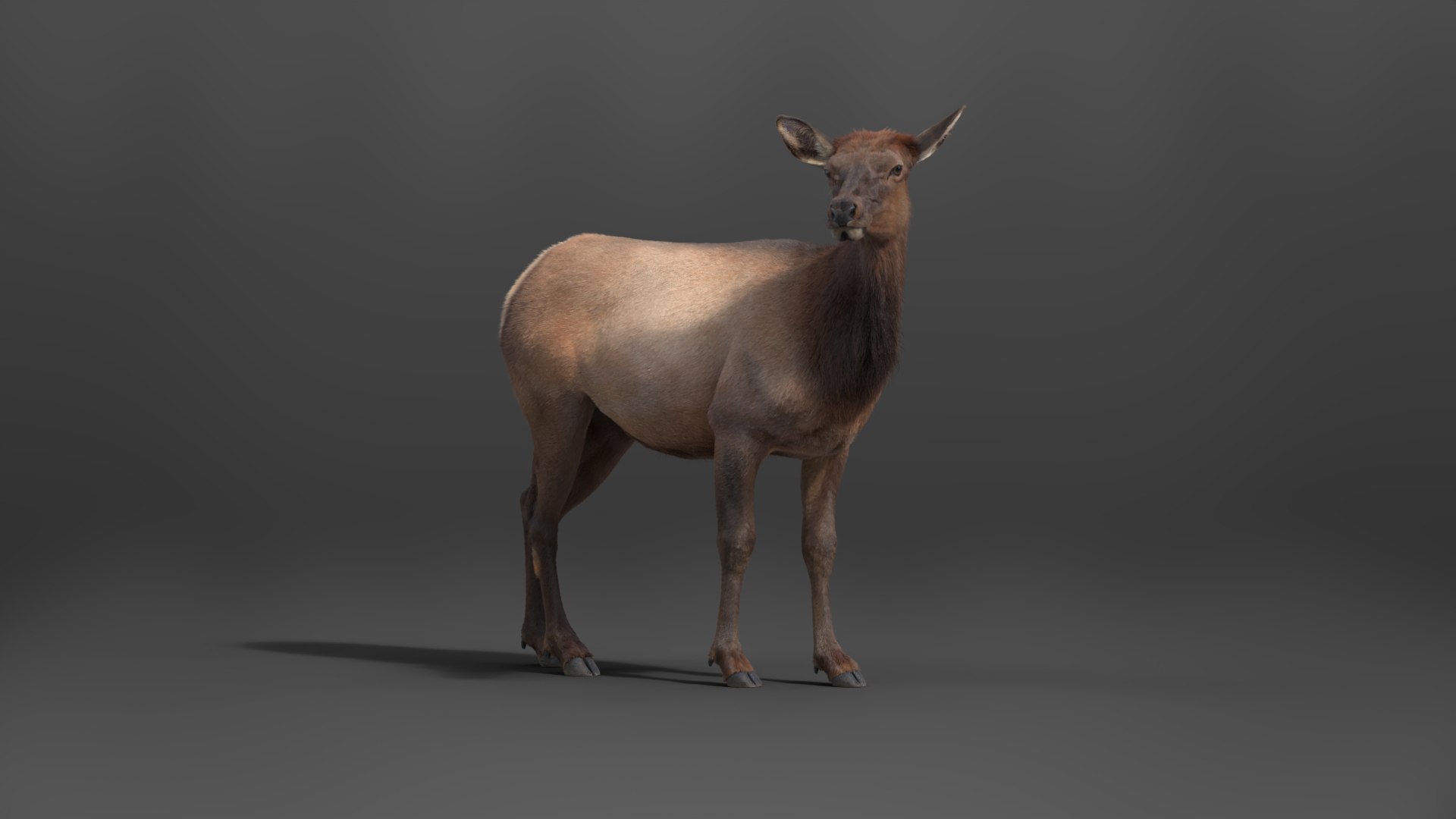 3D Female Canadian Deer Animation Model - TurboSquid 2079135