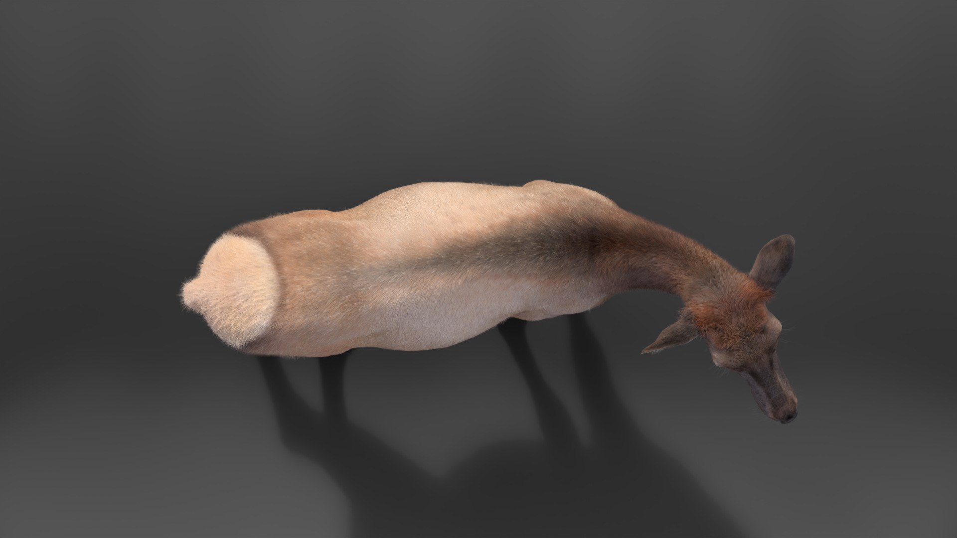 3D Female Canadian Deer Animation Model - TurboSquid 2079135