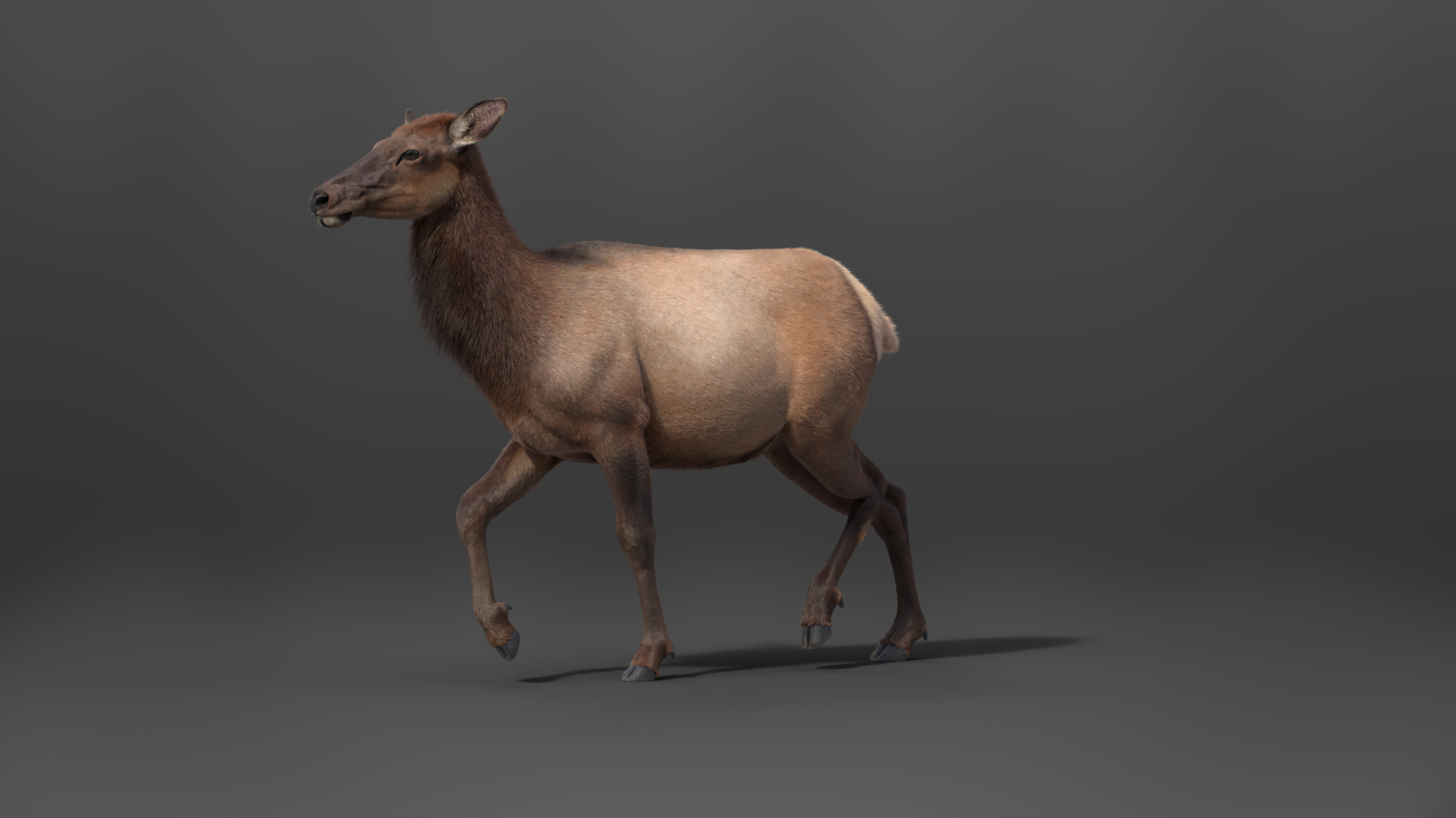 3D Female Canadian Deer Animation Model - TurboSquid 2079135