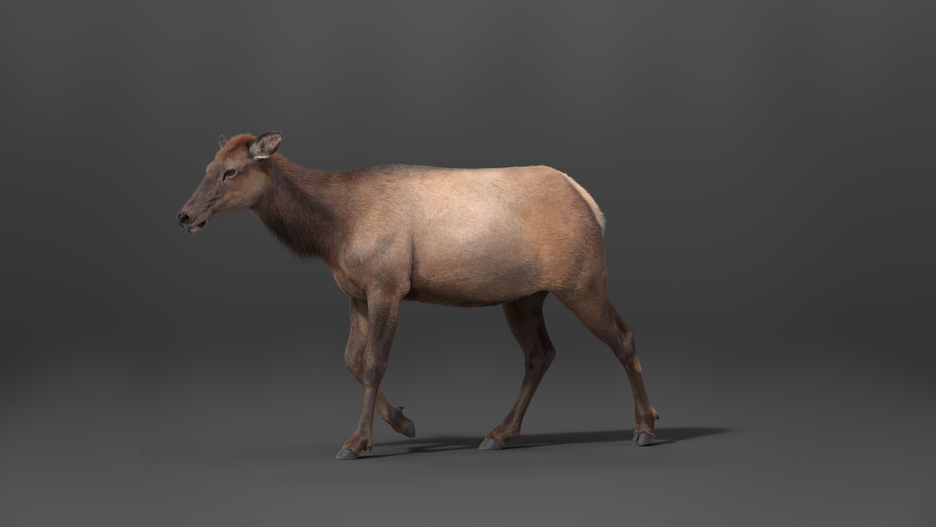 3D Female Canadian Deer Animation Model - TurboSquid 2079135
