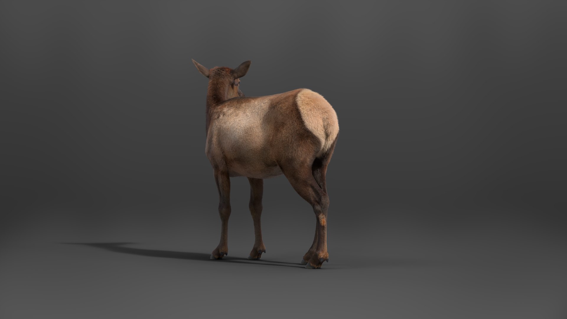 3D Female Canadian Deer Animation Model - TurboSquid 2079135