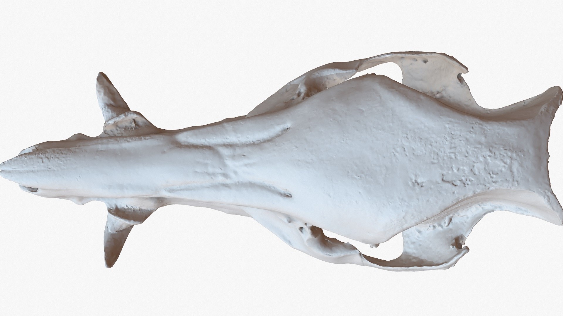 3D pork skull 500k raw - TurboSquid 1188298
