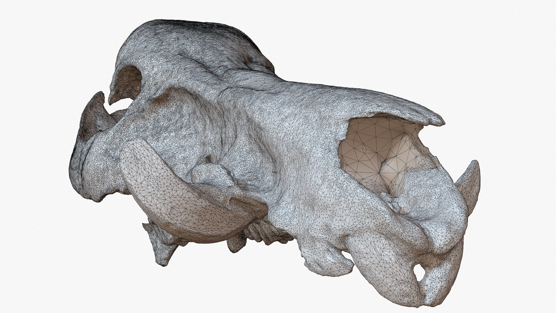 3D pork skull 500k raw - TurboSquid 1188298