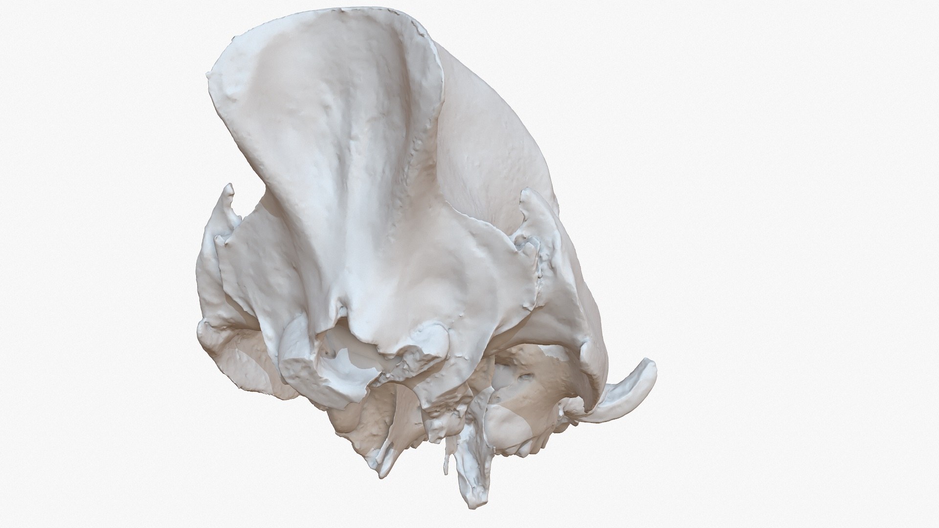 3D pork skull 500k raw - TurboSquid 1188298
