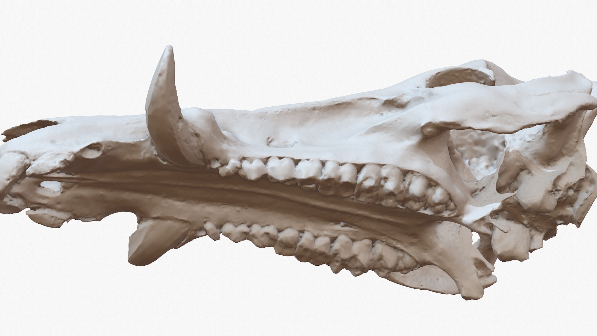 3D pork skull 500k raw - TurboSquid 1188298