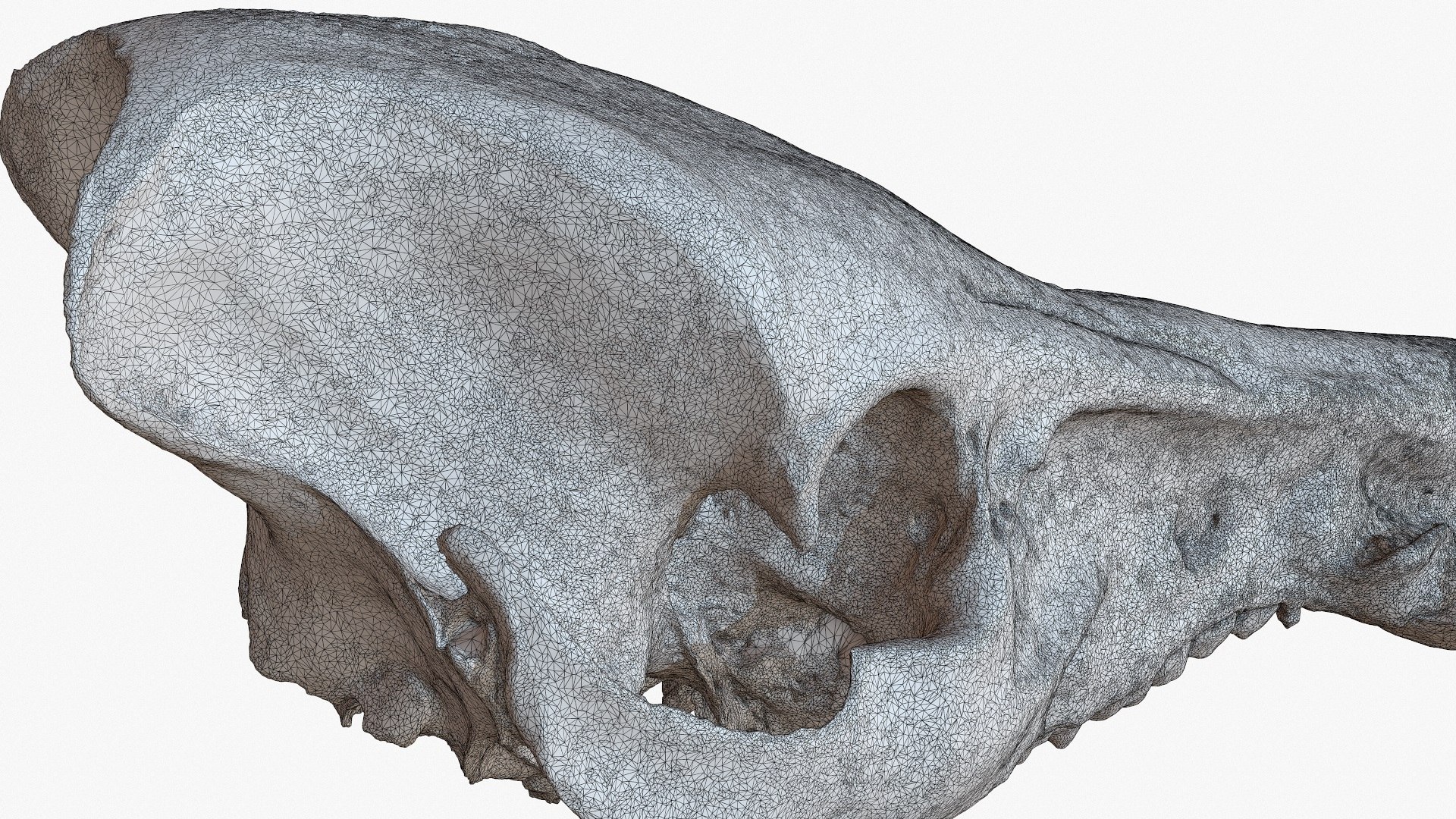 3D pork skull 500k raw - TurboSquid 1188298