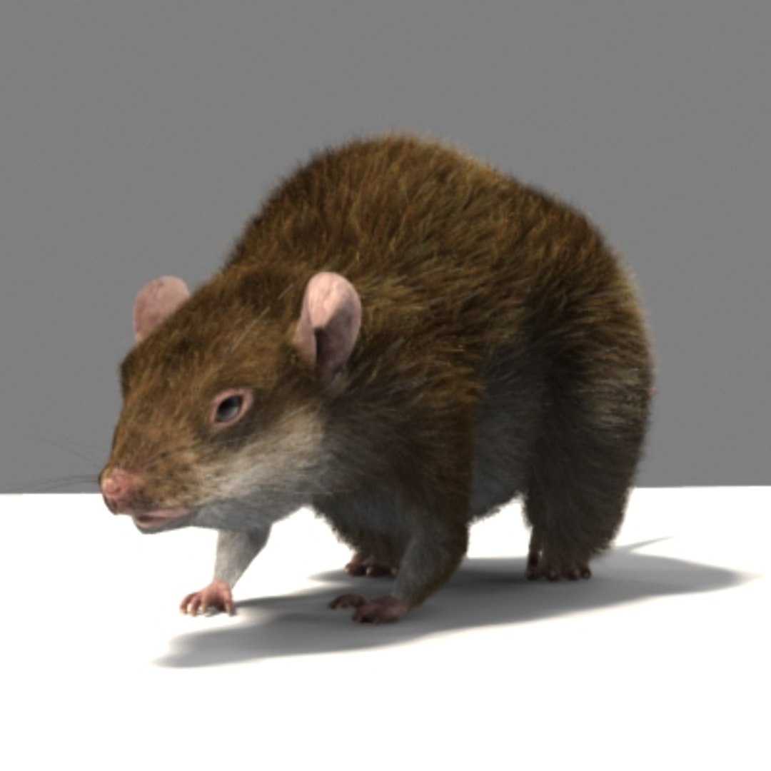 Rat Fur 3d Model
